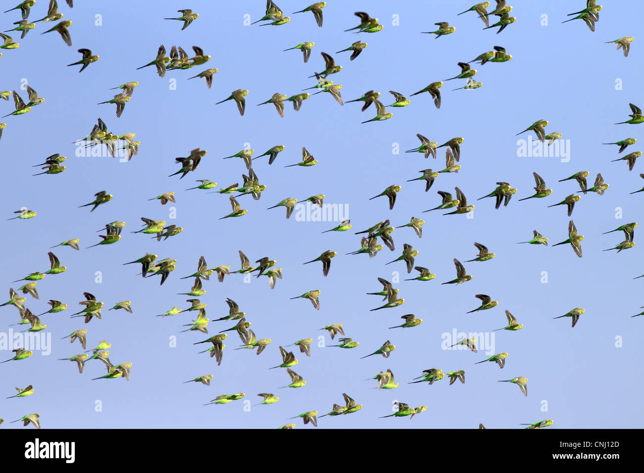 Budgerigar Flock High Resolution Stock Photography and Images - Alamy
