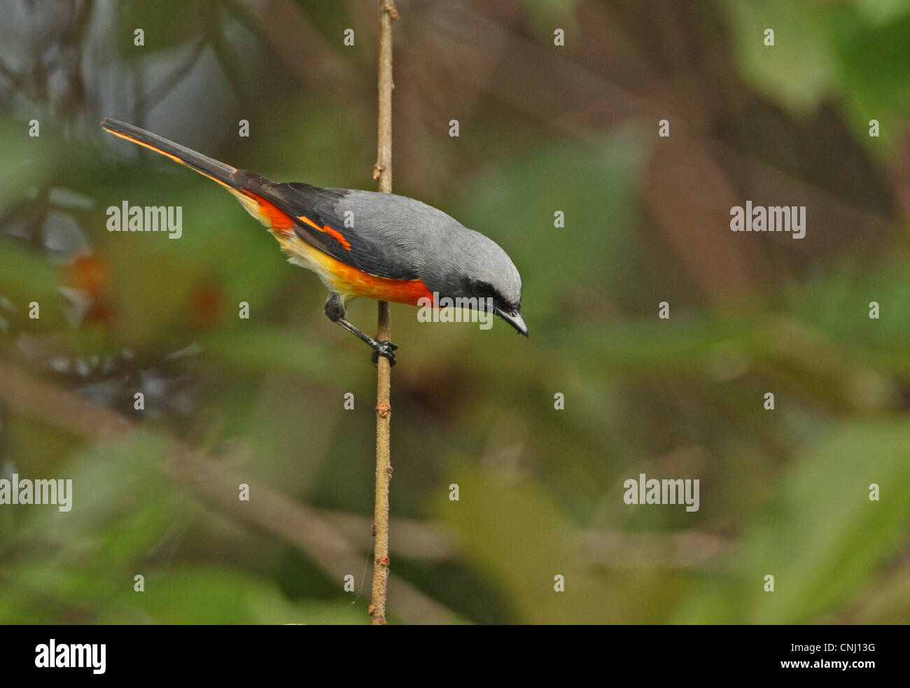 Small Minivet (Pericrocotus cinnamomeus) adult male, perched on twig ...