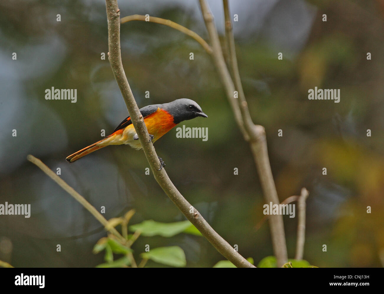 Small Minivet (Pericrocotus cinnamomeus) adult male, perched on branch ...