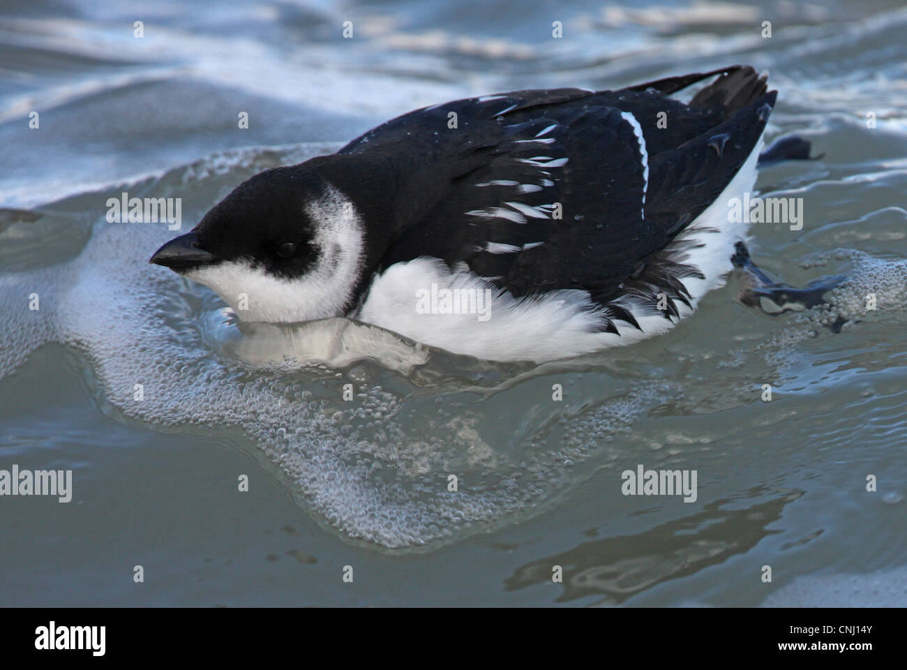 Little Auk (Alle alle) adult, winter plumage, swimming at sea, Norfolk ...