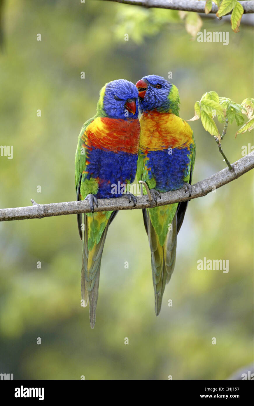Male rainbow lorikeet hi-res stock photography and images - Alamy
