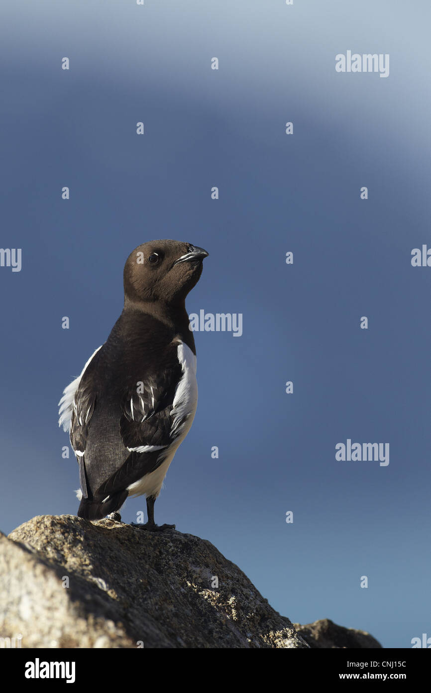 Little Auk (Alle alle) adult, summer plumage, with full crop, standing ...