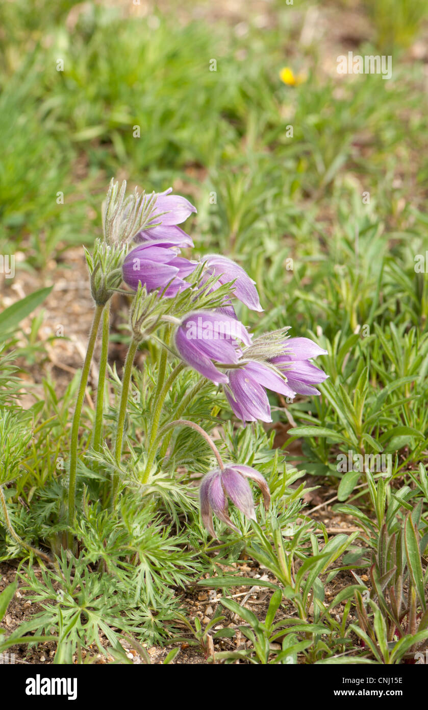 Pasque Flower, Pulsatilla vulgaris, growing on chalk grassland ...