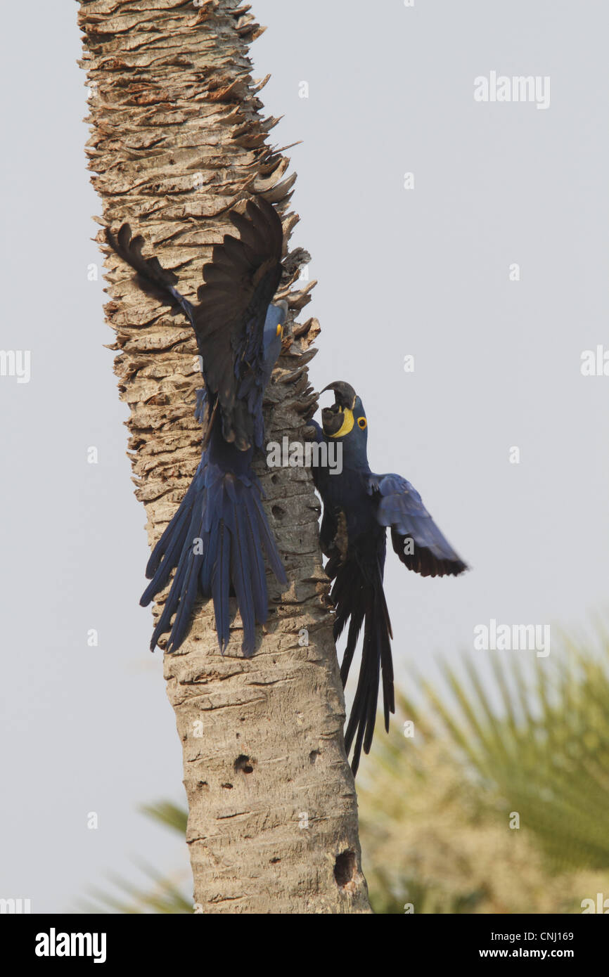Hyacinth Macaw Anodorhynchus hyacinthinus adult breeding pair ...