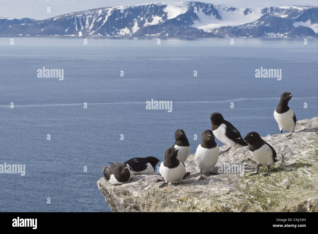 Little Auk (Alle alle) eight adults, summer plumage, breeding colony on ...