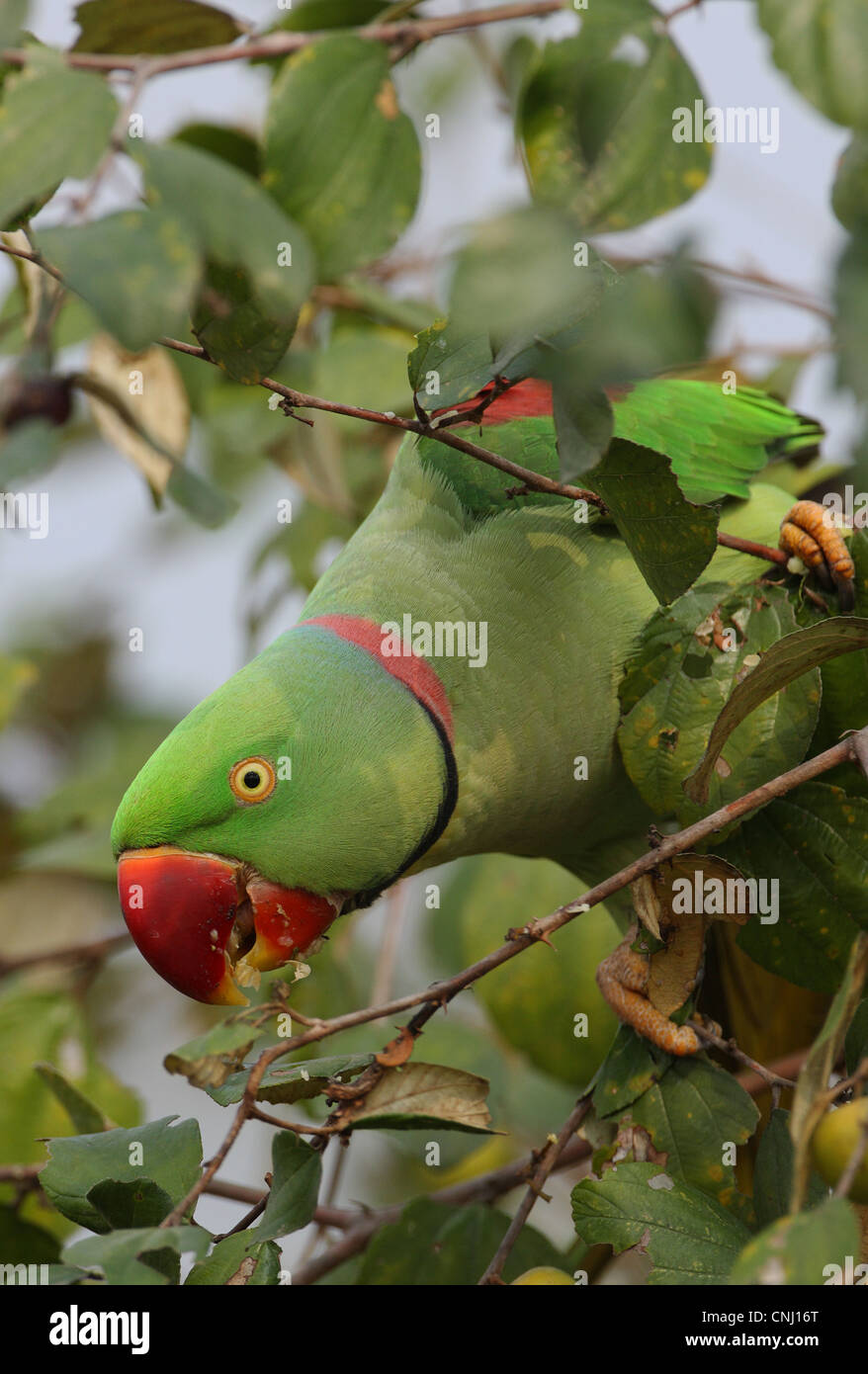 Alexandrine Parakeet (Psittacula eupatria avensis) adult male, feeding ...