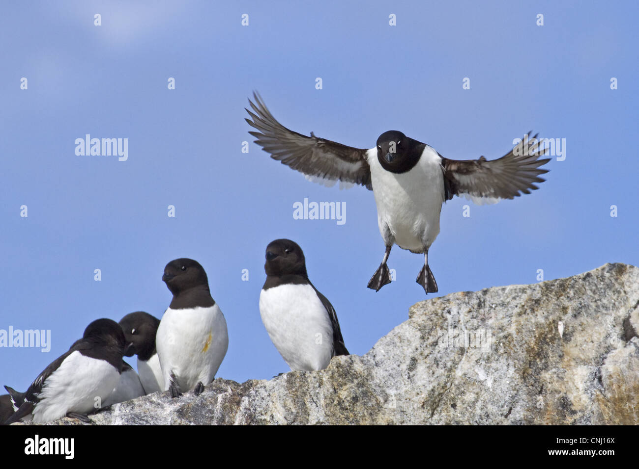 Little Auk (Alle alle) adults, summer plumage, in flight, landing in ...