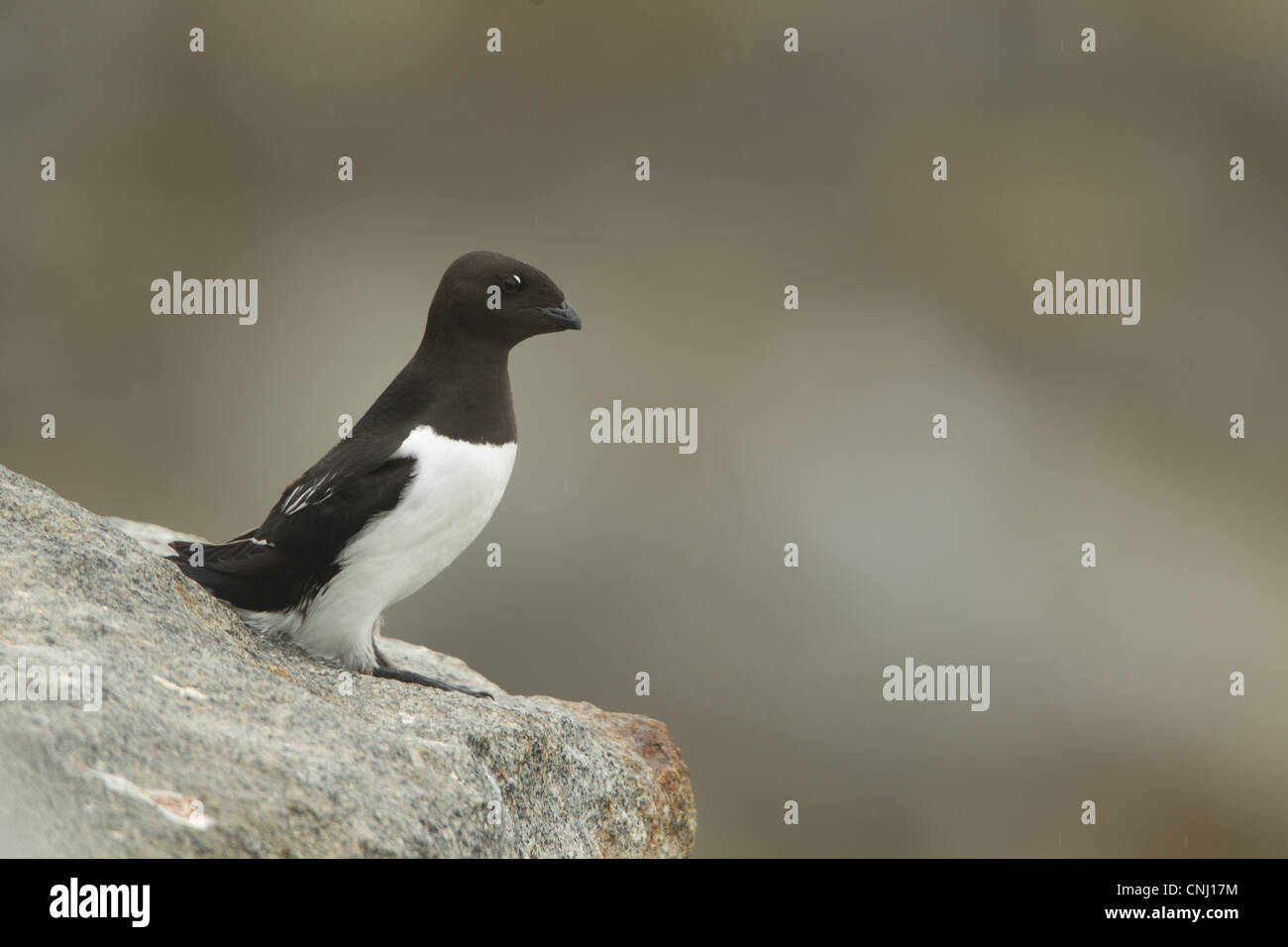 Little Auk (Alle alle) adult, summer plumage, standing on rock ...