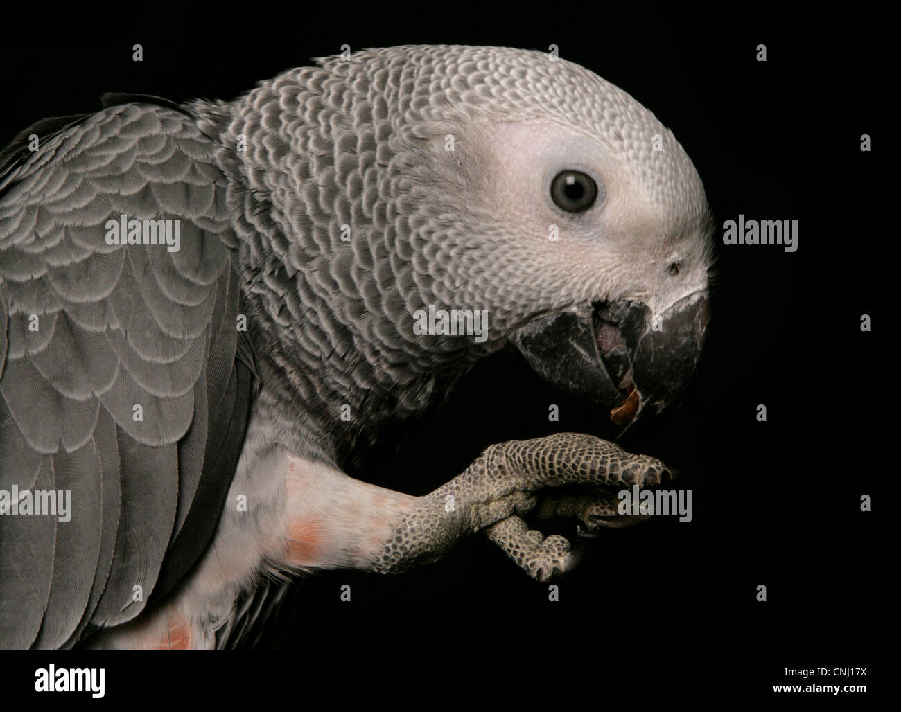 African Grey Parrot (Psittacus erithacus) adult, feeding, close-up of ...