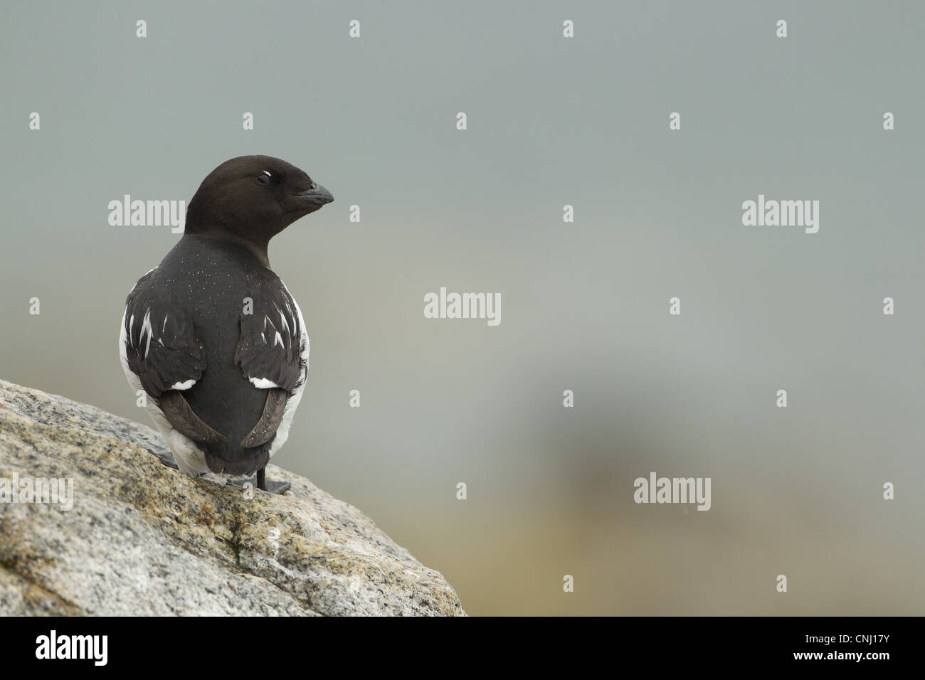 Little auks on rock alle hi-res stock photography and images - Alamy