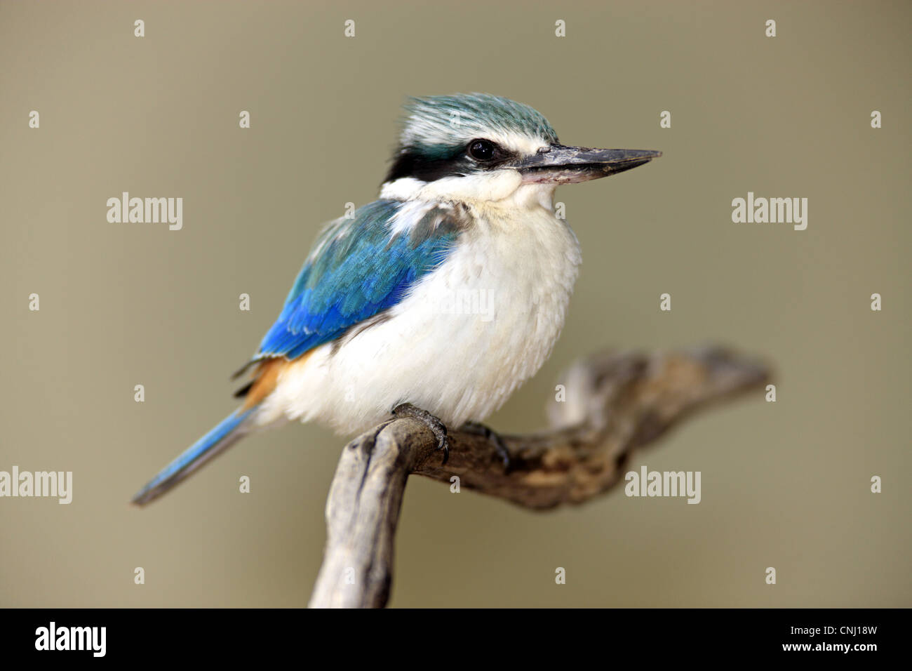 Red backed kingfishers hi-res stock photography and images - Alamy