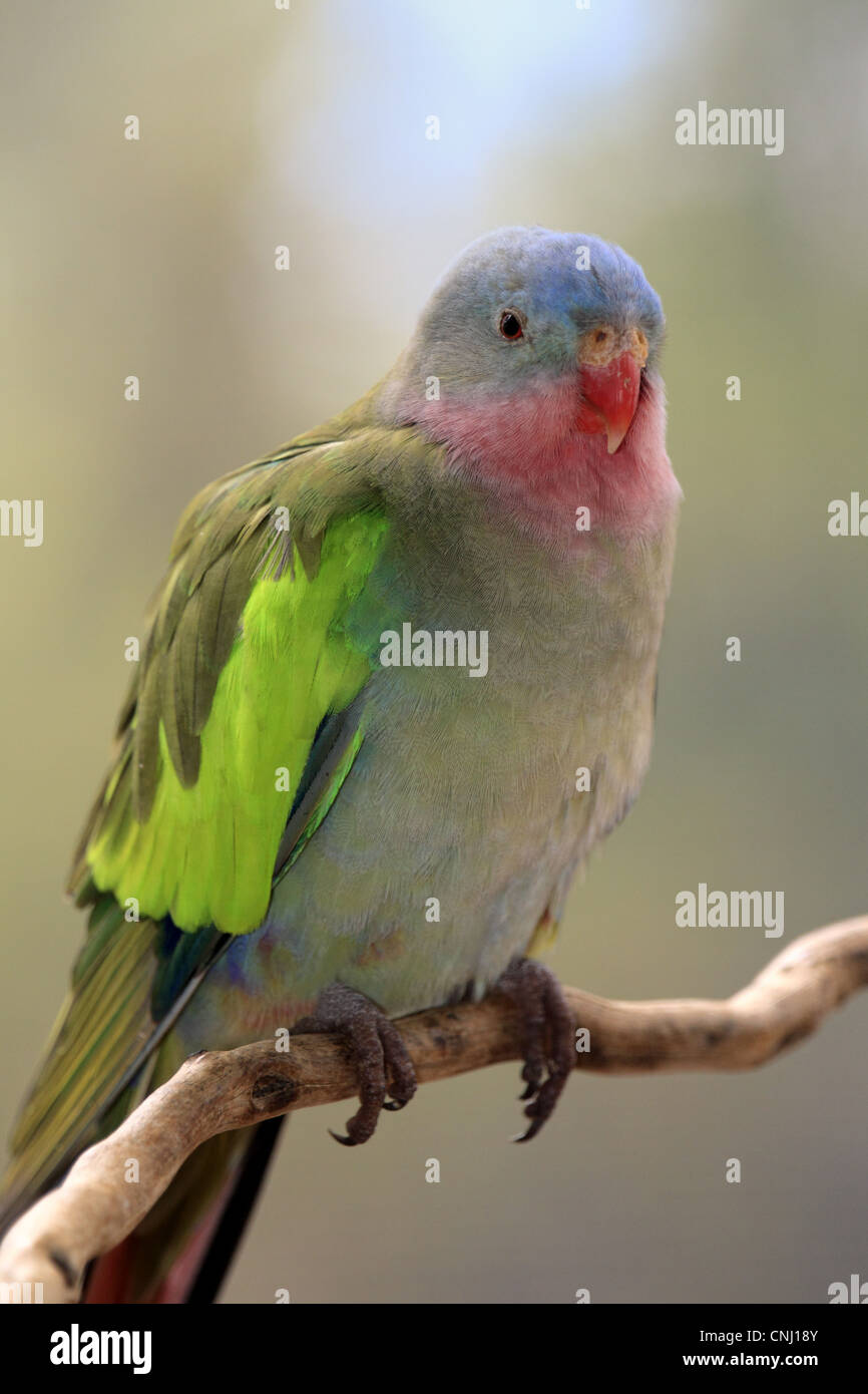 Princess Parrot (Polytelis alexandrae) adult, perched on twig, Outback ...