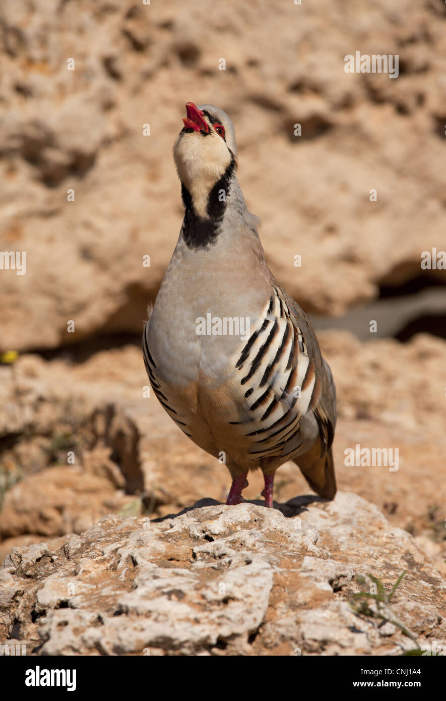 Chukar Partridge (Alectoris chukar) adult male, calling, standing on ...