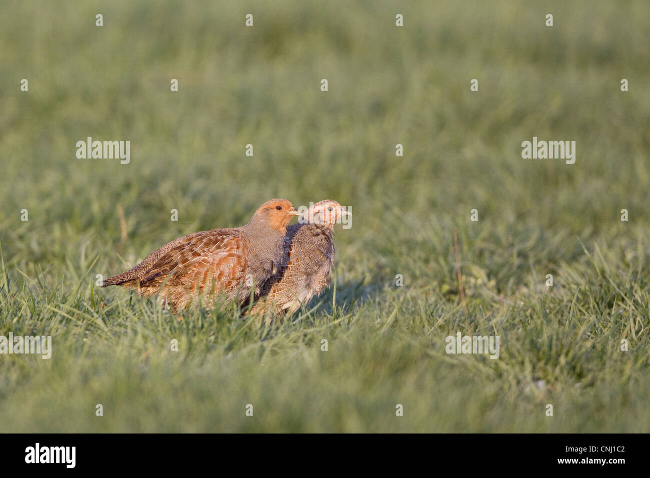 Male and female partridges hi-res stock photography and images - Alamy