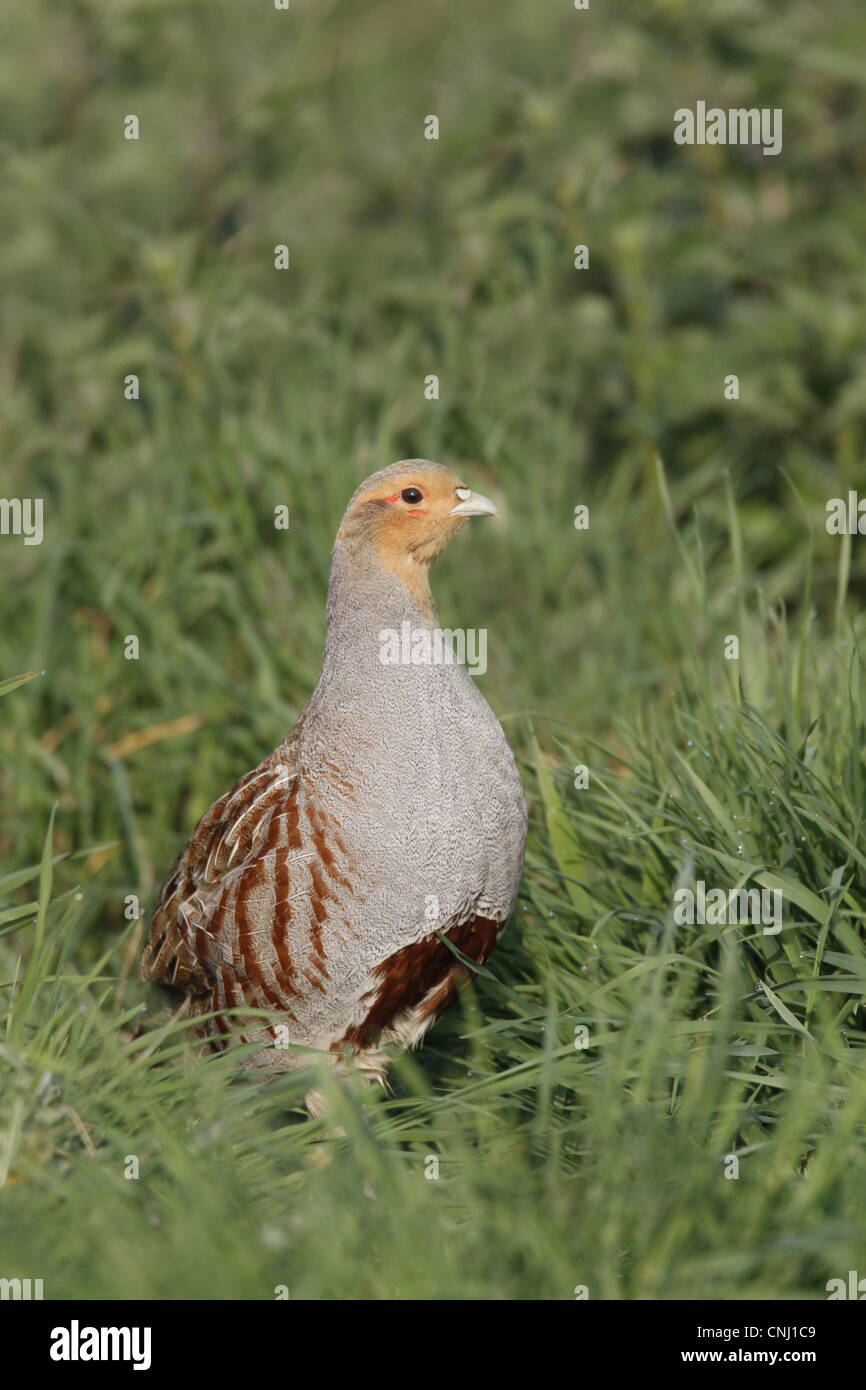 Grey partridges english partridge perdix hi-res stock photography and ...