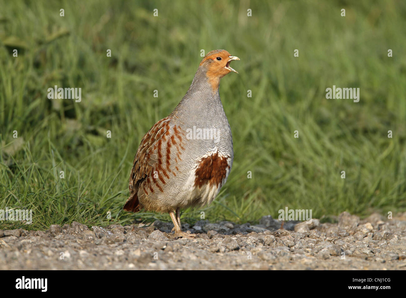 Grey partridge perdix perdix adult male hi-res stock photography and ...