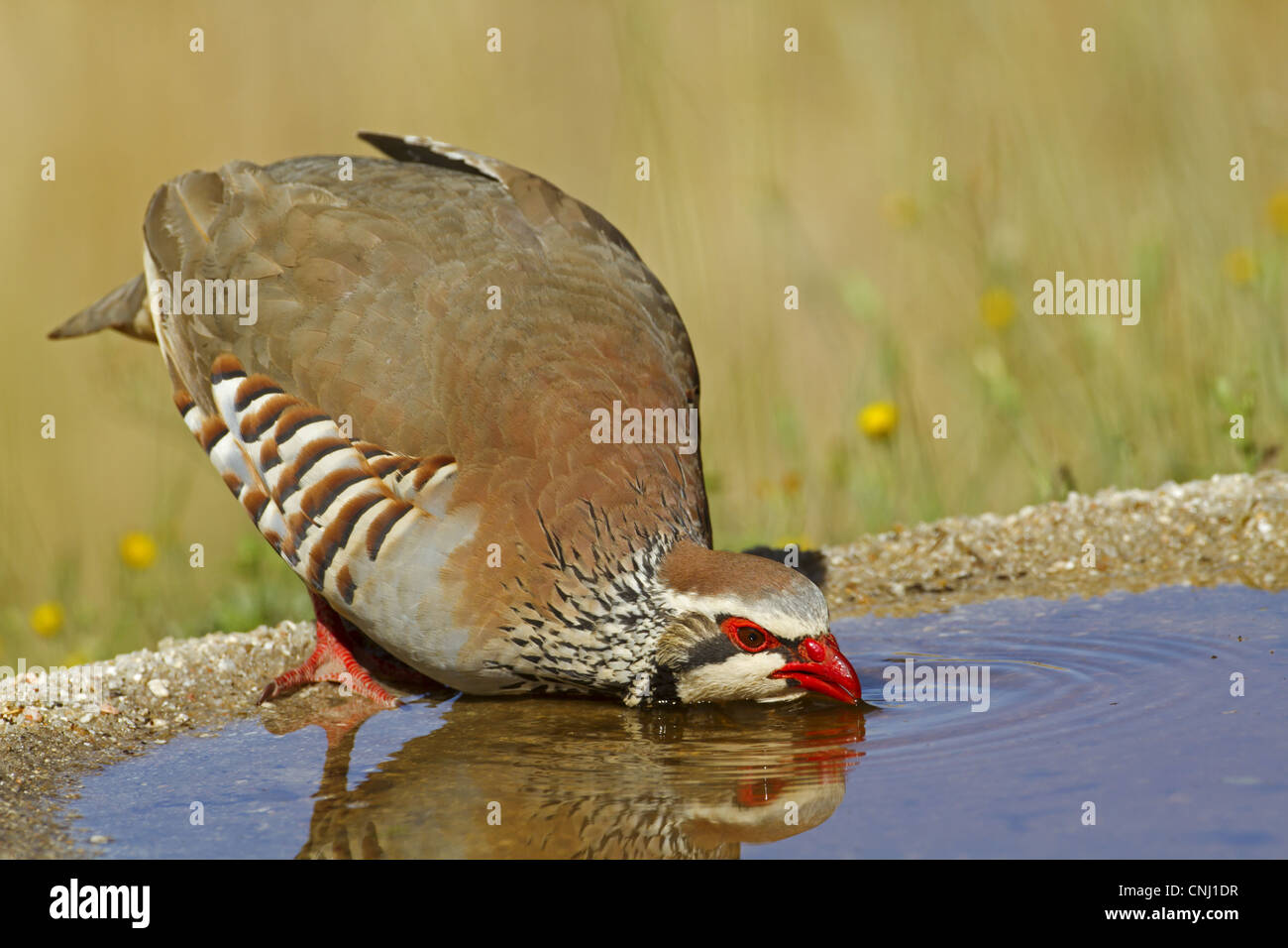 French red legged partridge alectoris hi-res stock photography and ...
