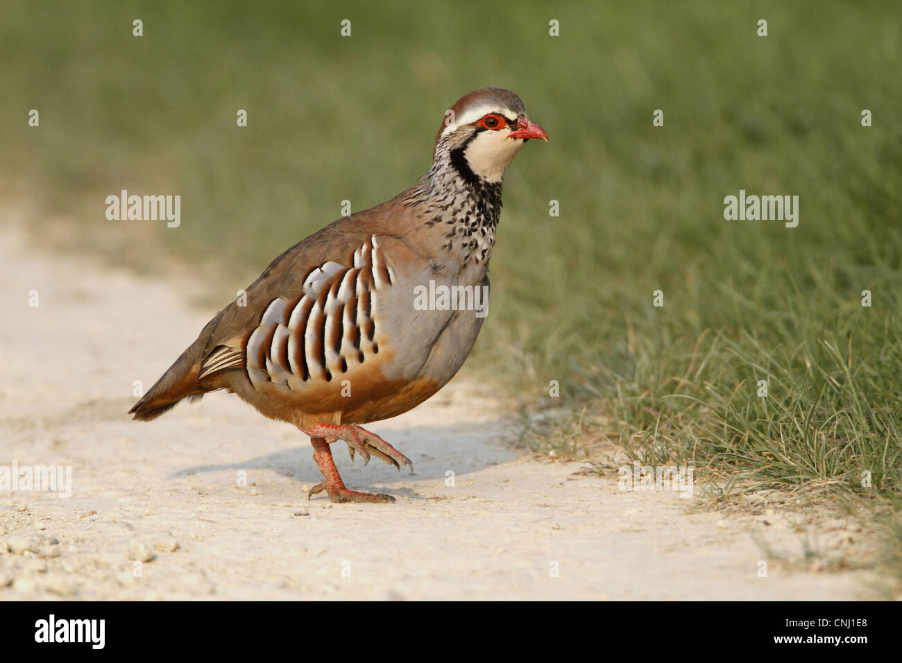 Red-legged Partridge (Alectoris rufa) adult, walking on farm track ...