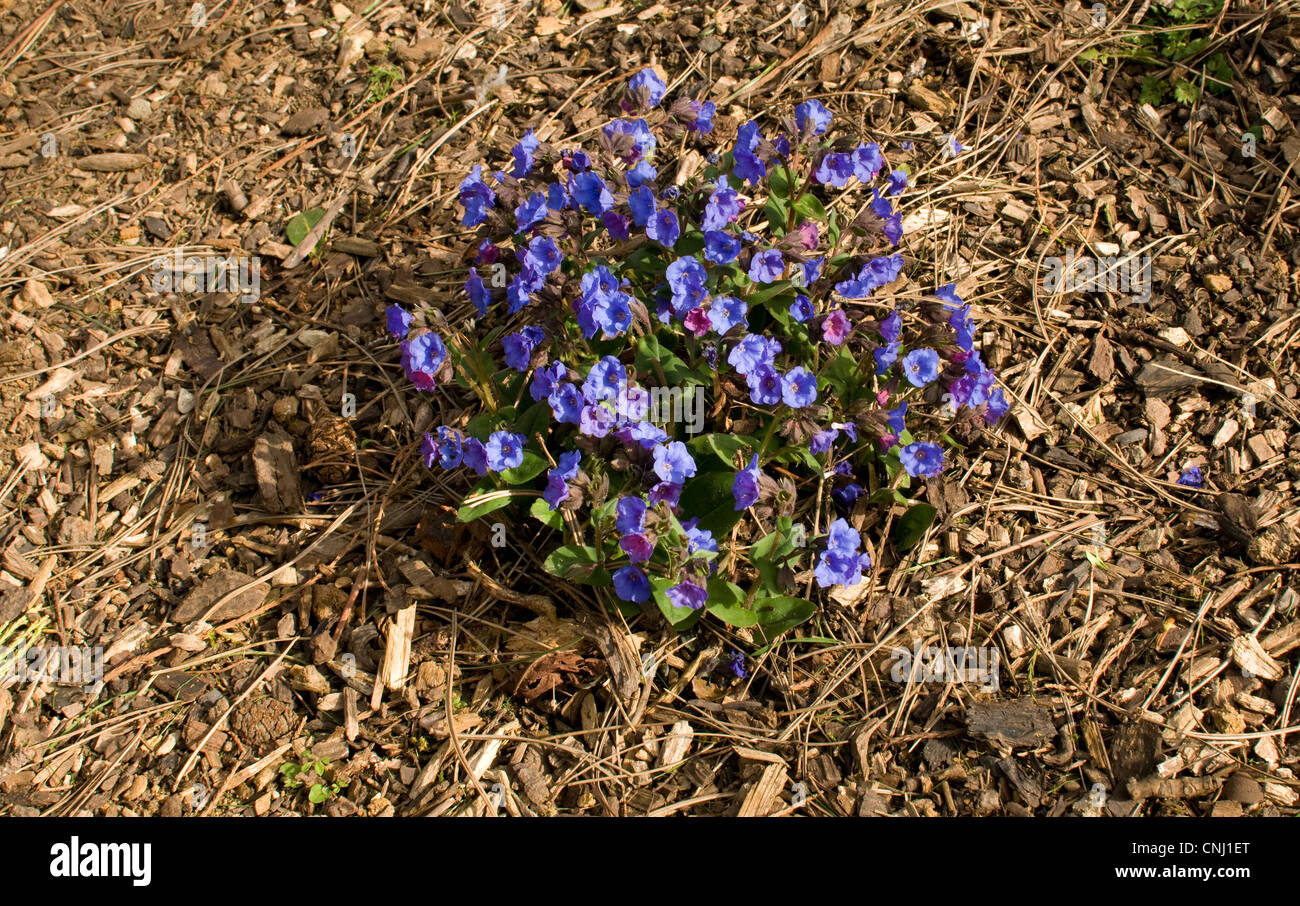 Blue flowering shrub hi-res stock photography and images - Alamy
