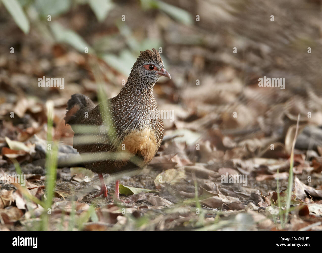 Stone Partridge (Ptilopachus petrosus) adult, walking on forest floor ...