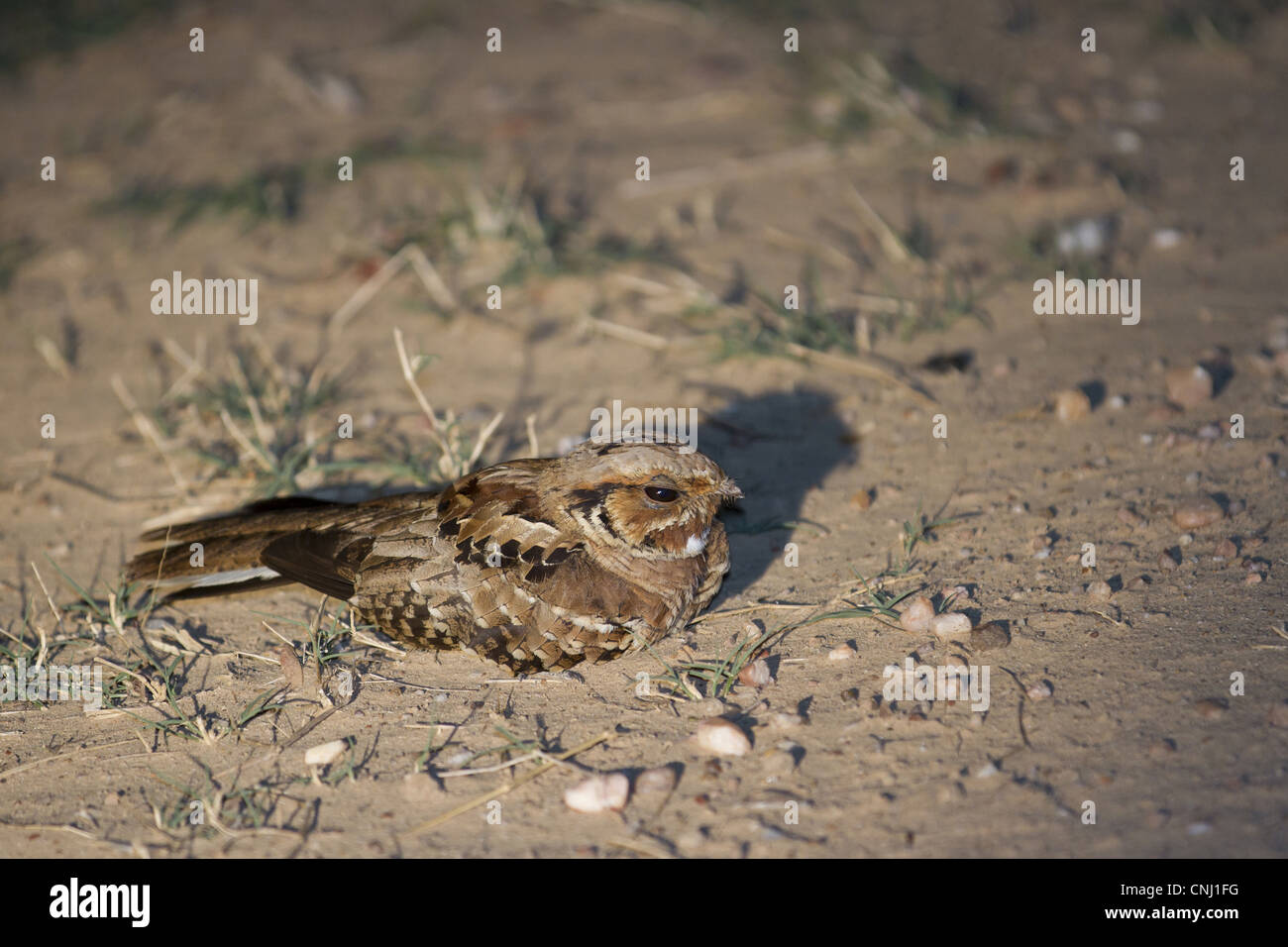 Common pauraque nyctidromus albicollis hi-res stock photography and ...
