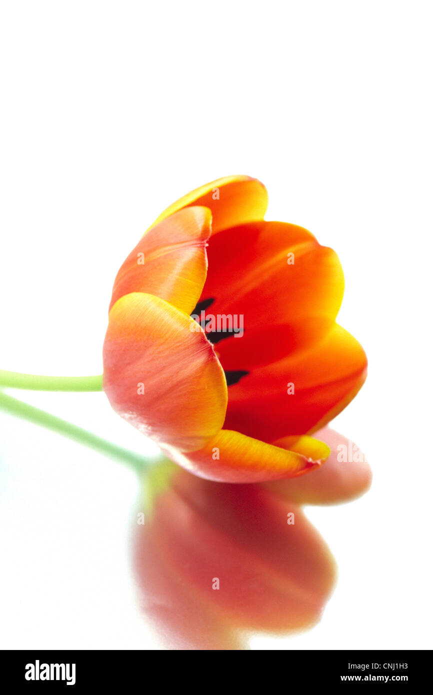 Orange Tulip Flower Reflected Mirror Stock Photo - Alamy