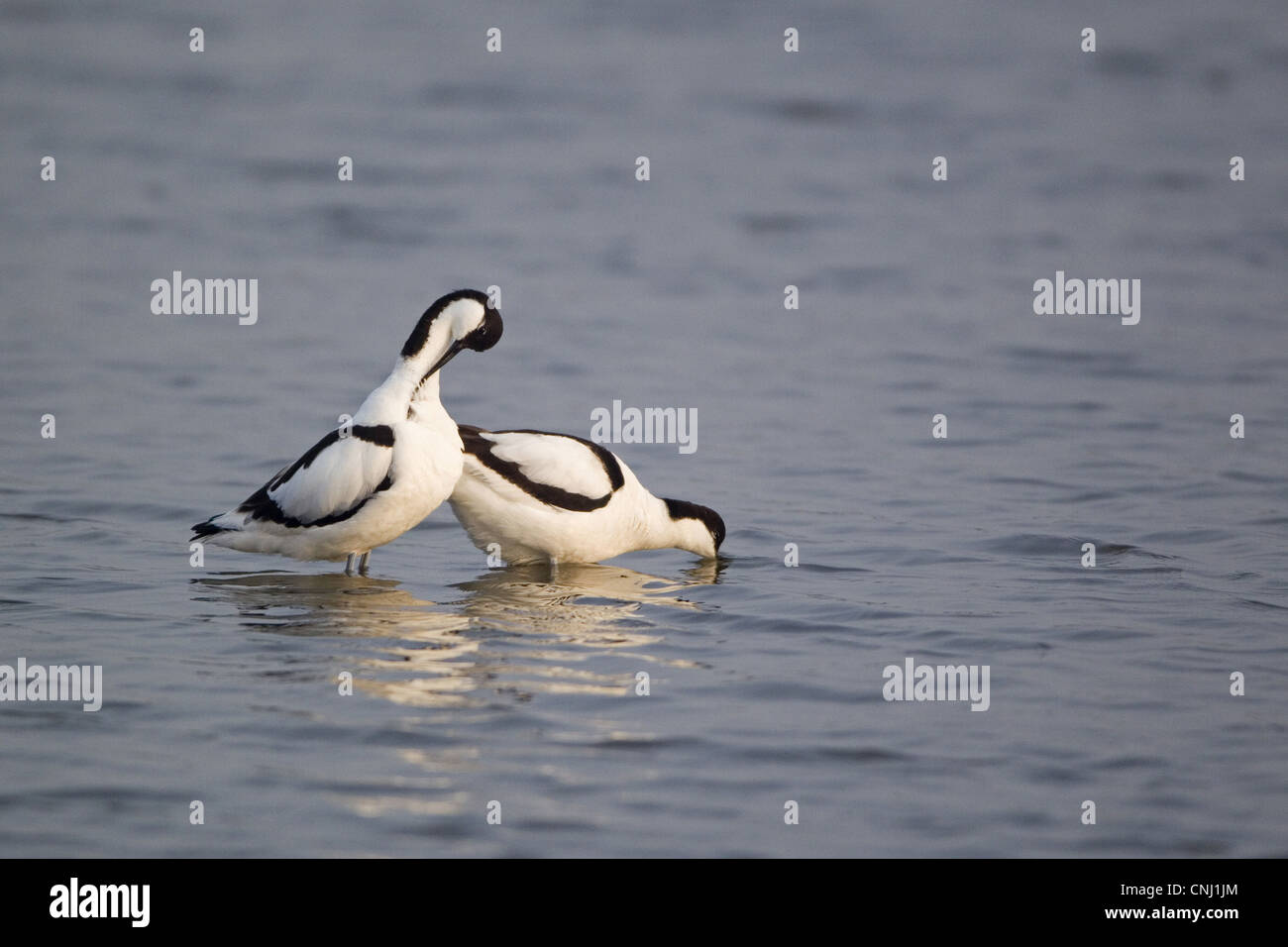 Mating pose hi-res stock photography and images - Alamy
