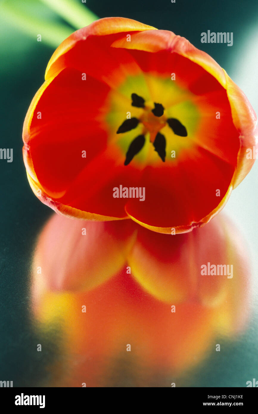 Red Tulip Flower Reflected Mirror Stock Photo - Alamy
