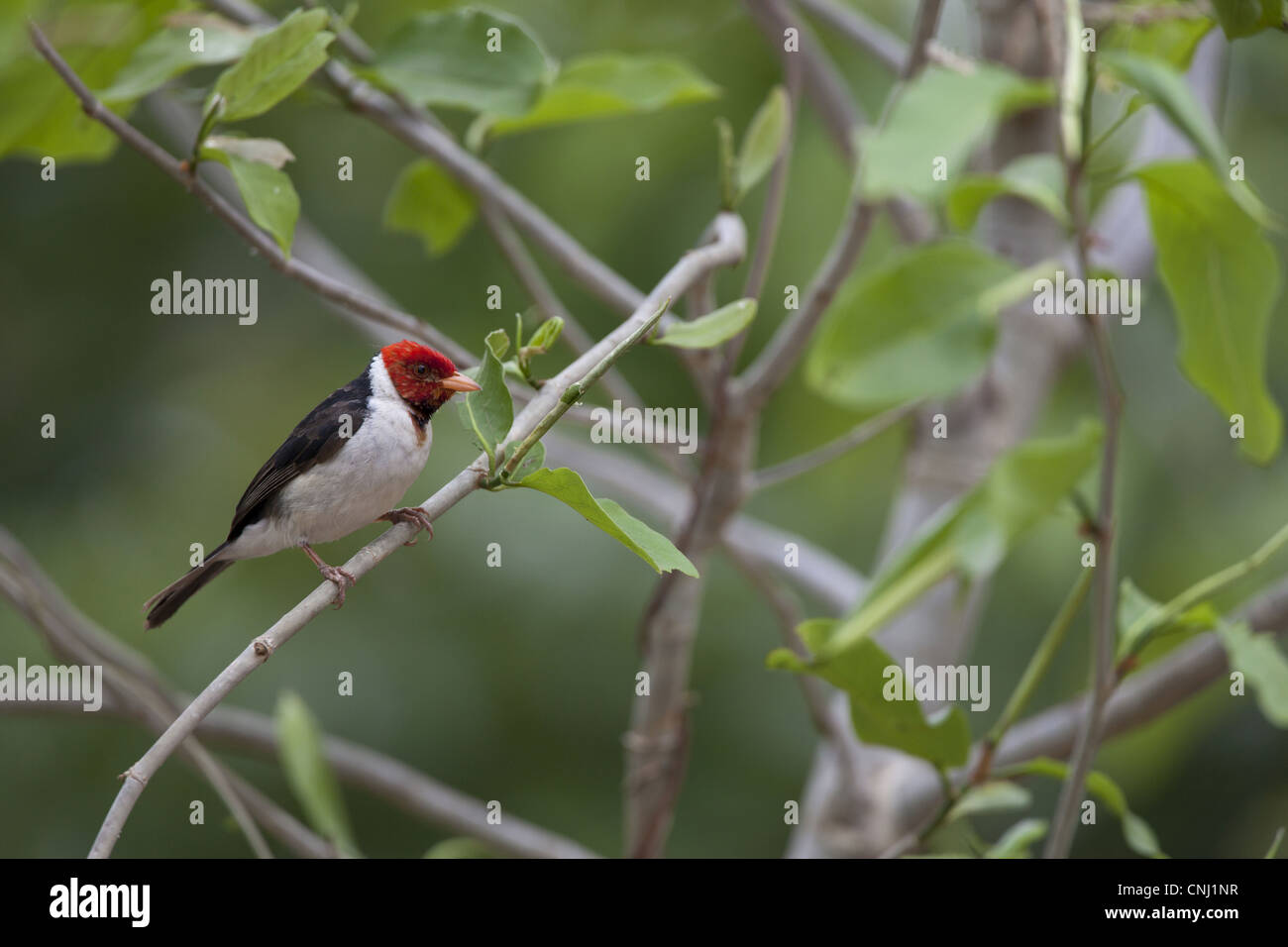 Yellow-billed Cardinal (Paroaria capitata) adult, perched on twig ...