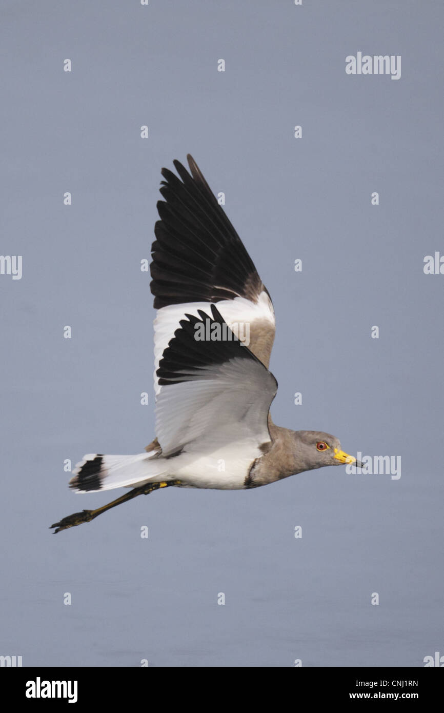 Grey-headed Lapwing (Vanellus cinereus) adult, in flight, Hong Kong ...