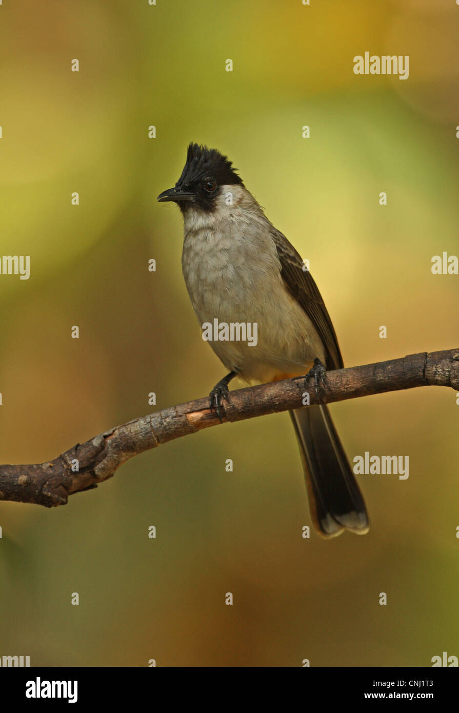 Golden vented bulbul hi-res stock photography and images - Alamy