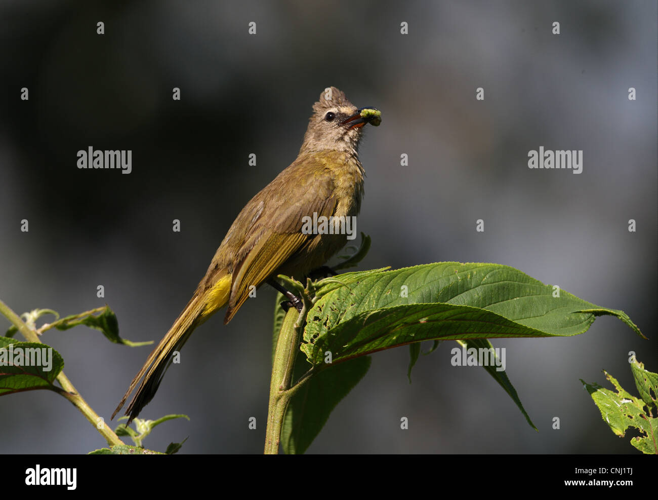 Flavescent Bulbul Pycnonotus flavescens vividus adult food in beak ...