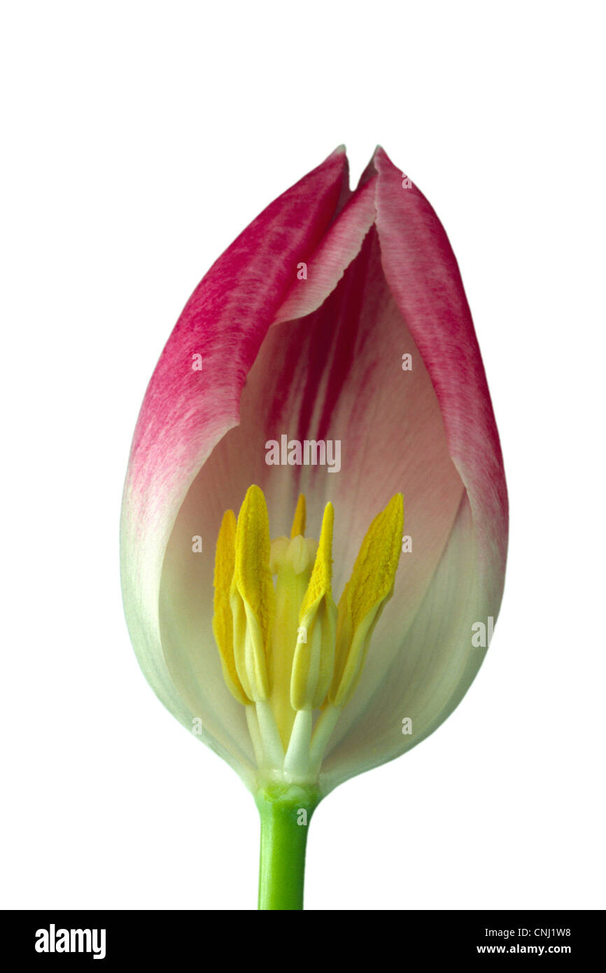 Pink Tulip Flower Close up Pistil Stamen Isolated White Background Stock Photo - Alamy