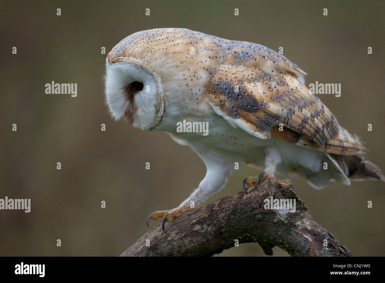 Owl stands perched hi-res stock photography and images - Alamy