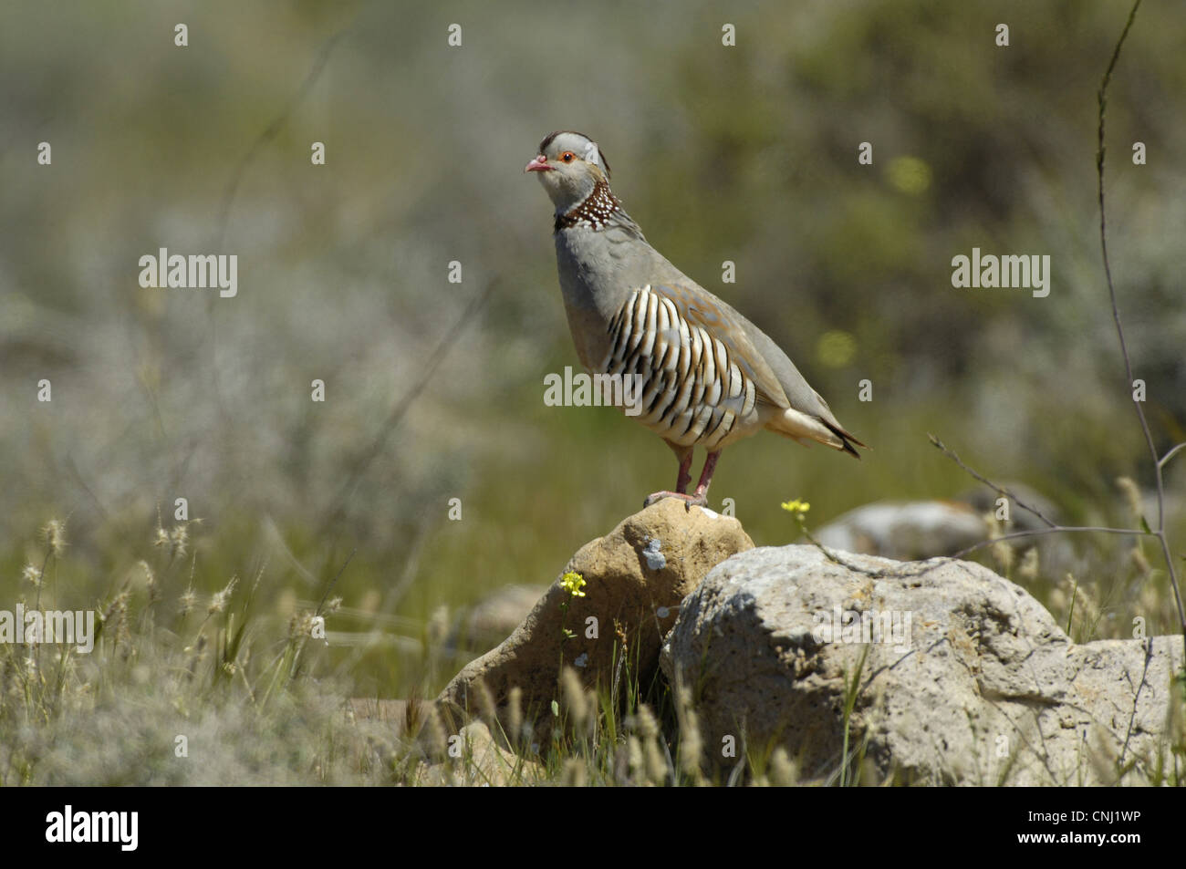 Barbary Partridge (Alectoris barbara) adult male, standing on rock ...