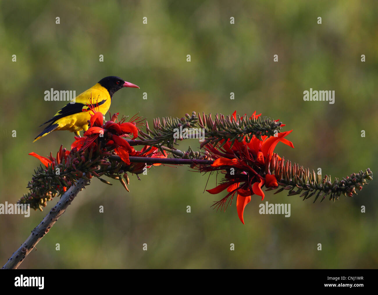 Bird birds animal animals oriole orioles asia asian wildlife nature hi ...