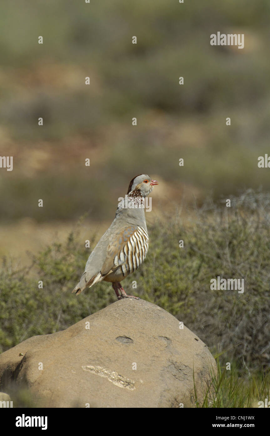 Barbary partridges hi-res stock photography and images - Alamy