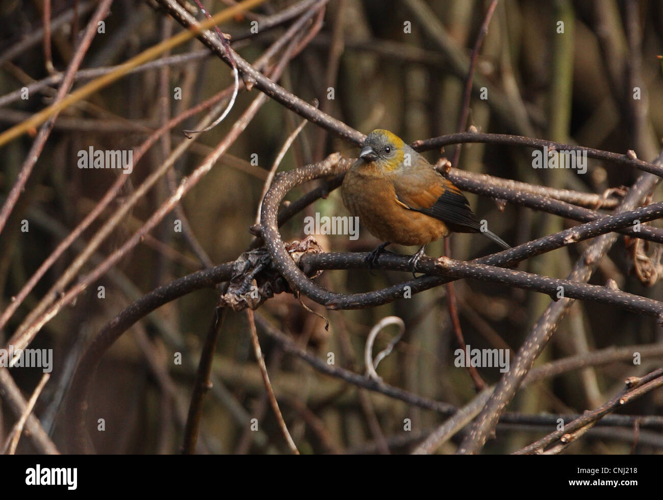 Indian finches hi-res stock photography and images - Alamy