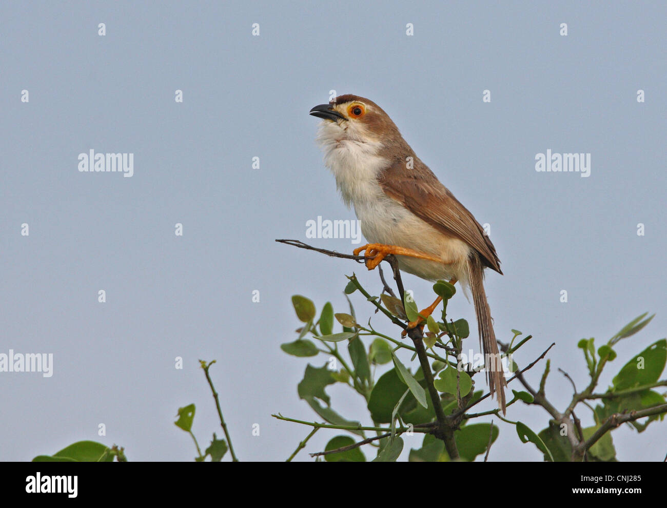 Yellow-eyed Babbler (Chrysomma sinense nasale) endemic race, adult male ...