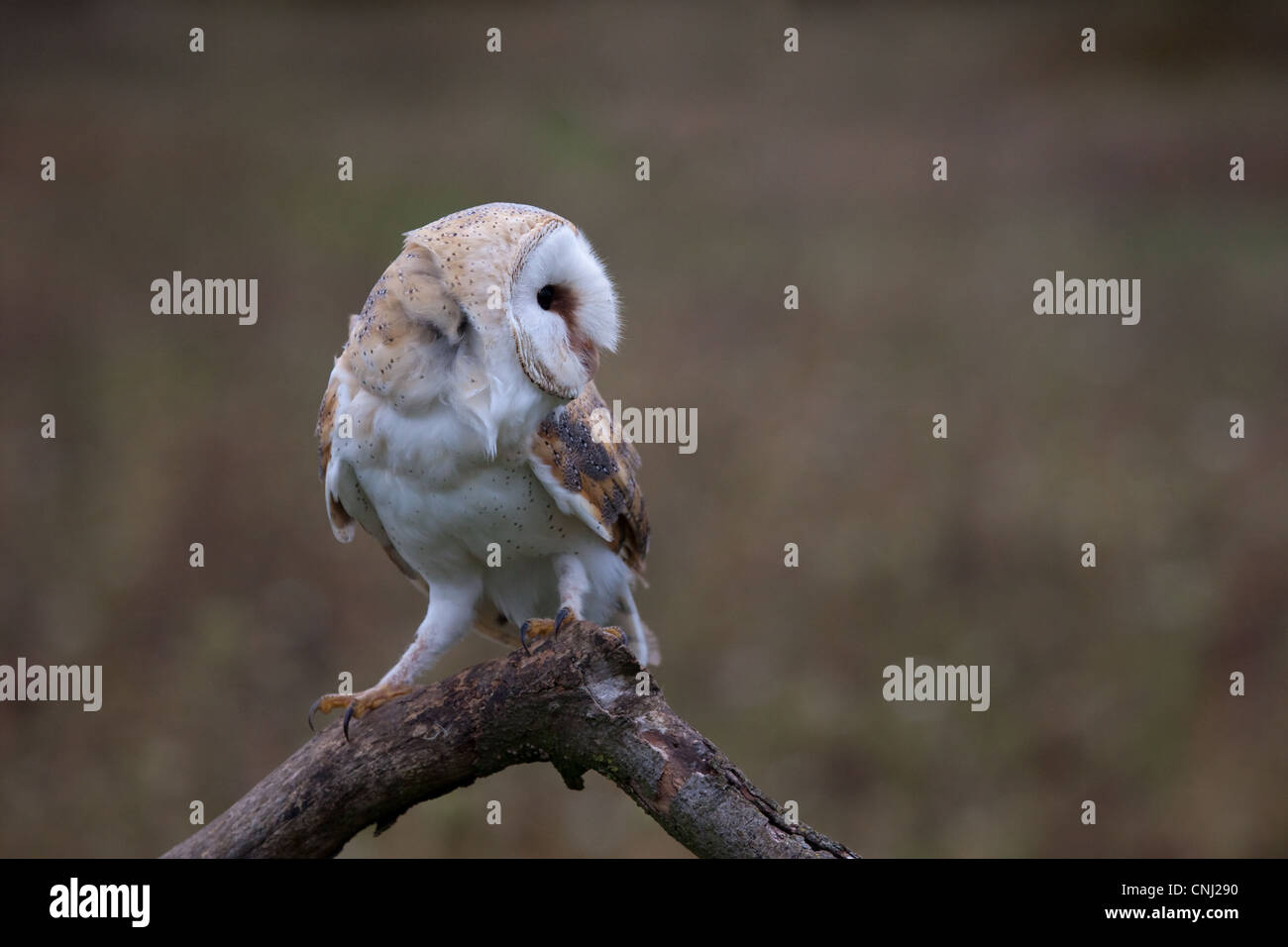 Barn Owl perched on a branch Stock Photo - Alamy