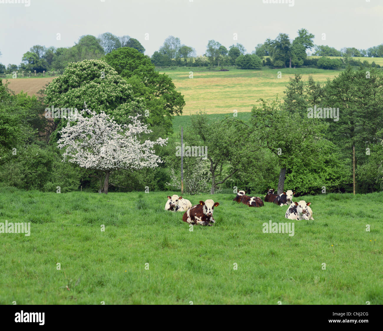 Cows in Normandy field France Stock Photo - Alamy