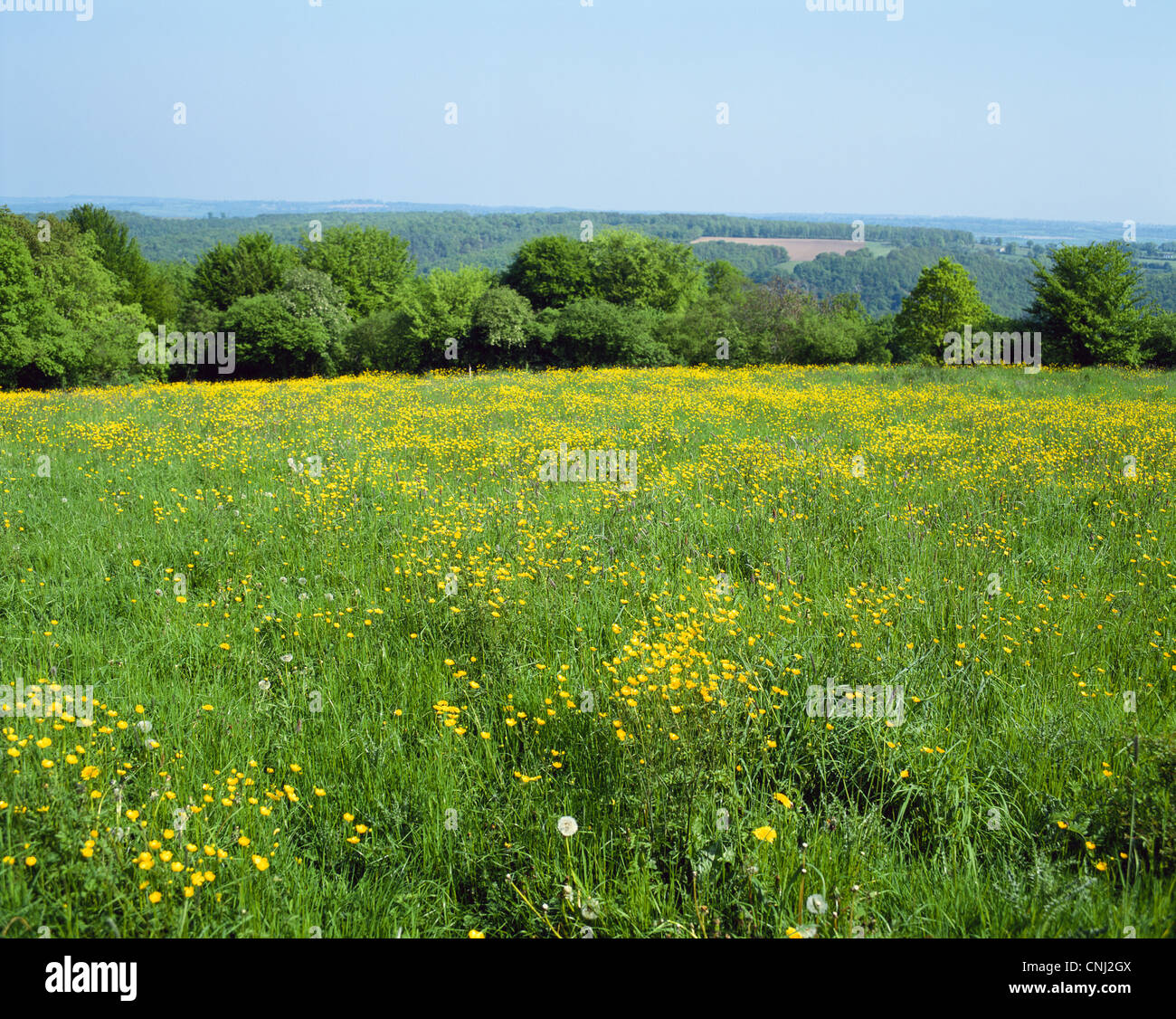 Buttercup field in Normandy France Stock Photo - Alamy