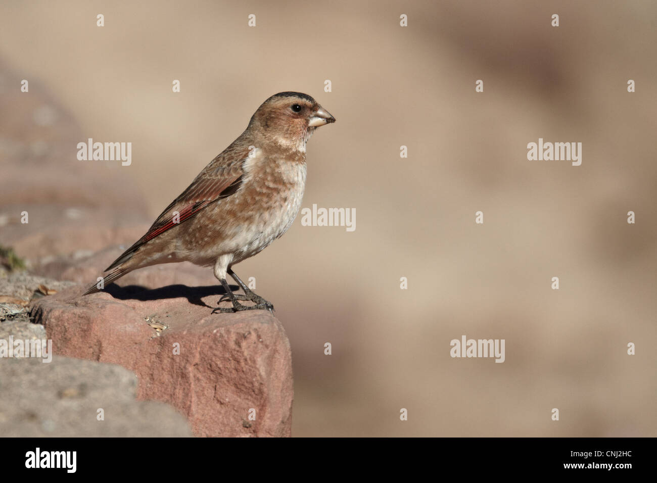 Crimson-winged Finch Rhodopechys sanguinea aliena North African ...