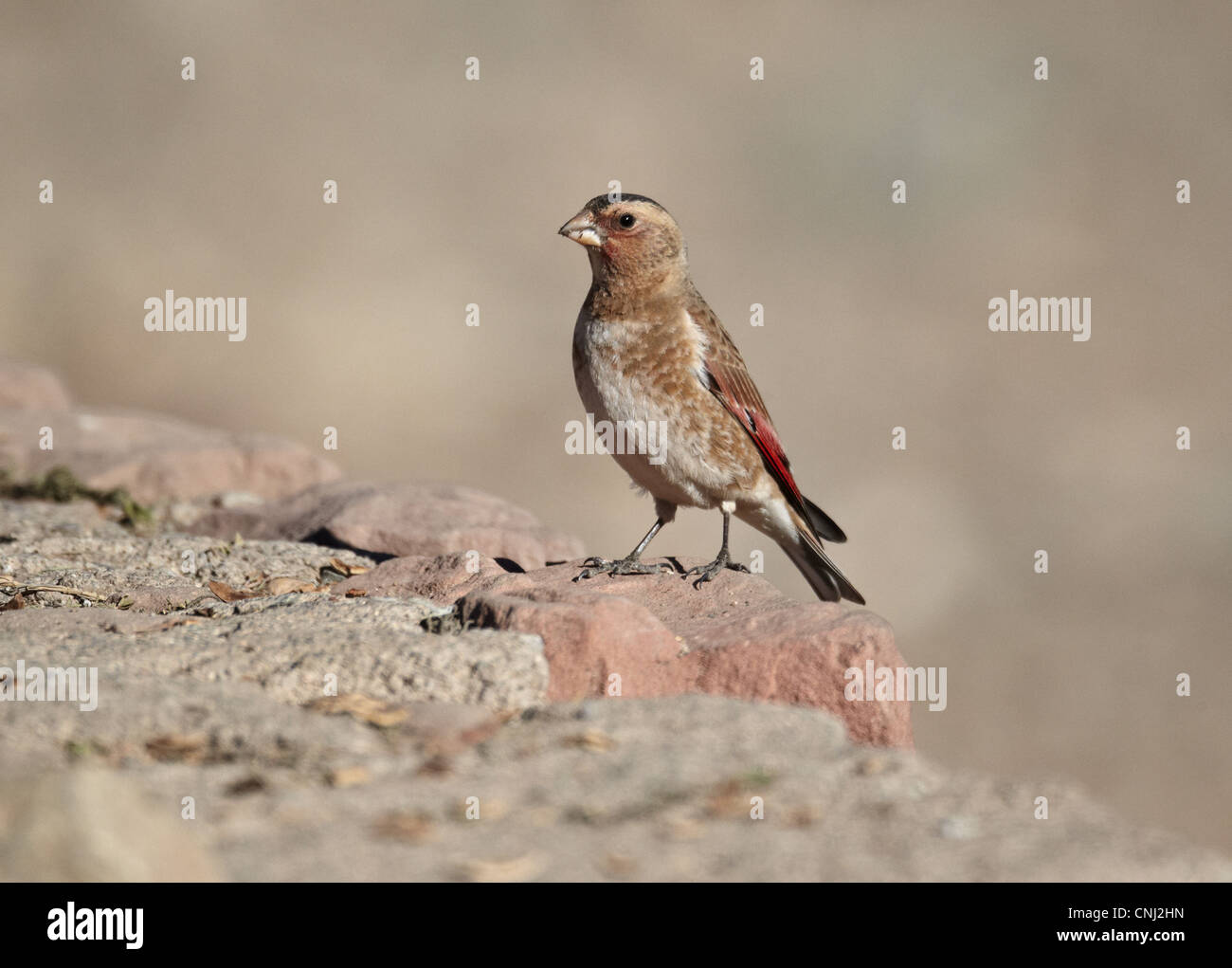 Crimson winged finch rhodopechys sanguinea morocco hi-res stock ...