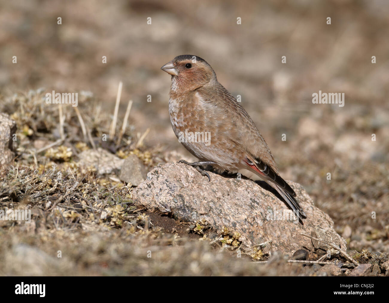 Crimson-winged Finch Rhodopechys sanguinea aliena North African ...