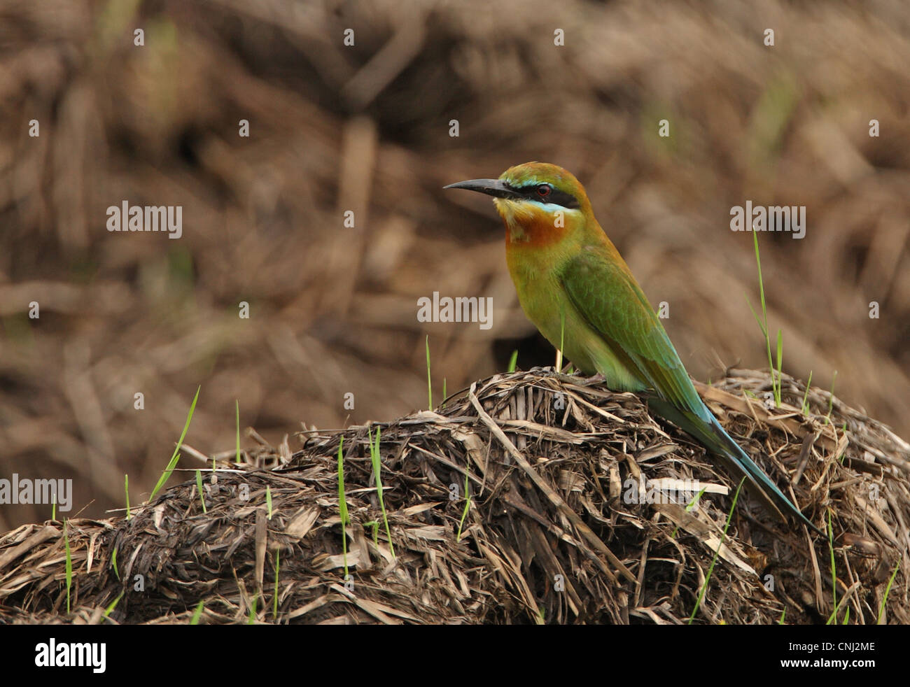 Blue-tailed Bee-eater (Merops philippinus) adult, standing on mound of ...