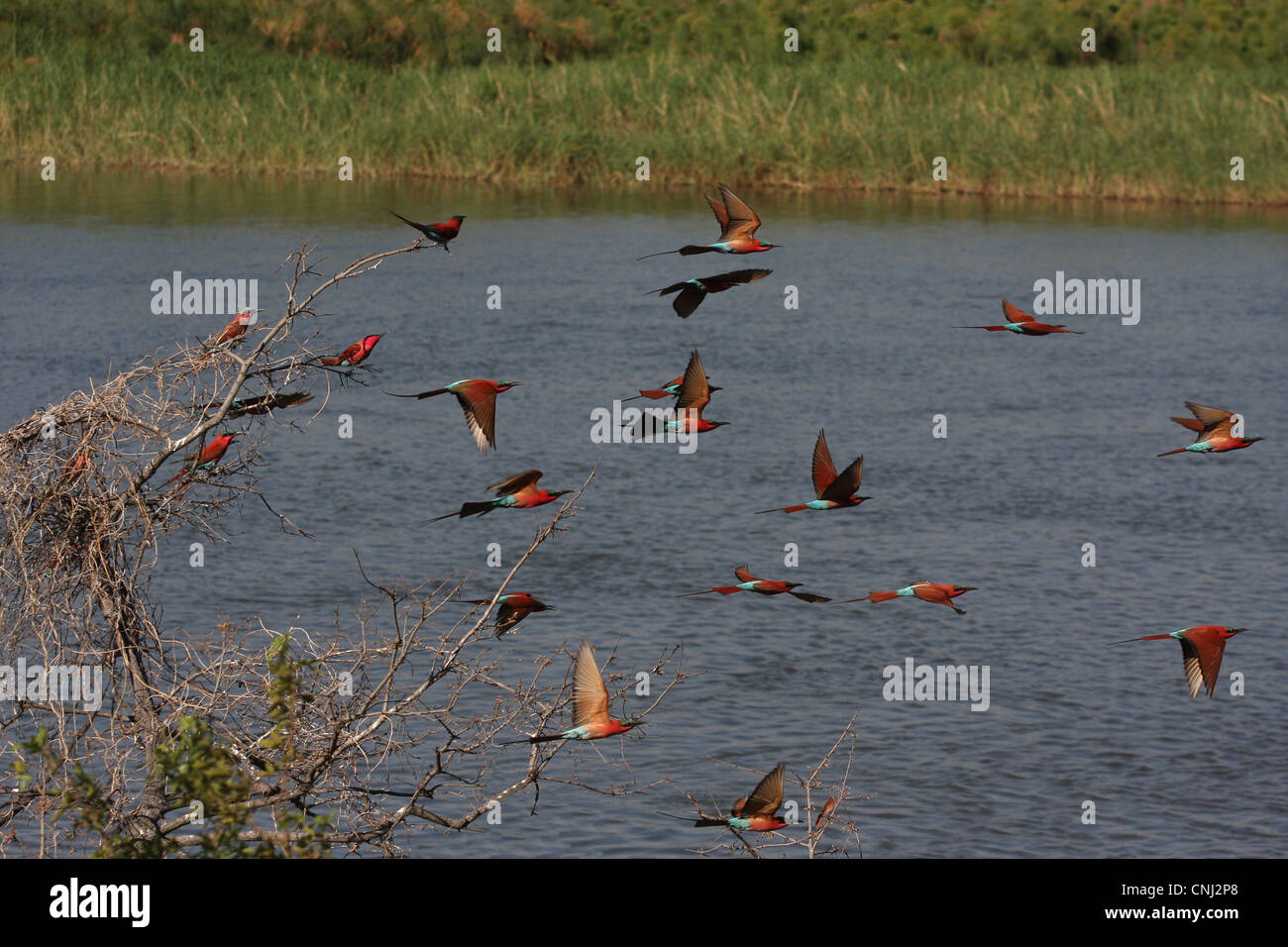 Southern Carmine Bee-eater Merops nubicoides flock flight taking off ...