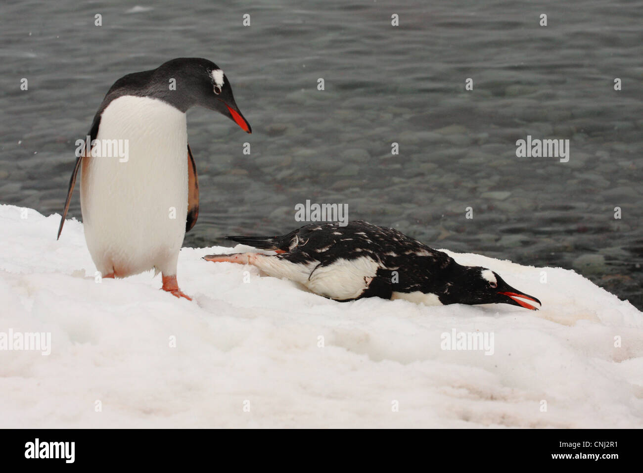 Animal dead mourning hi-res stock photography and images - Alamy