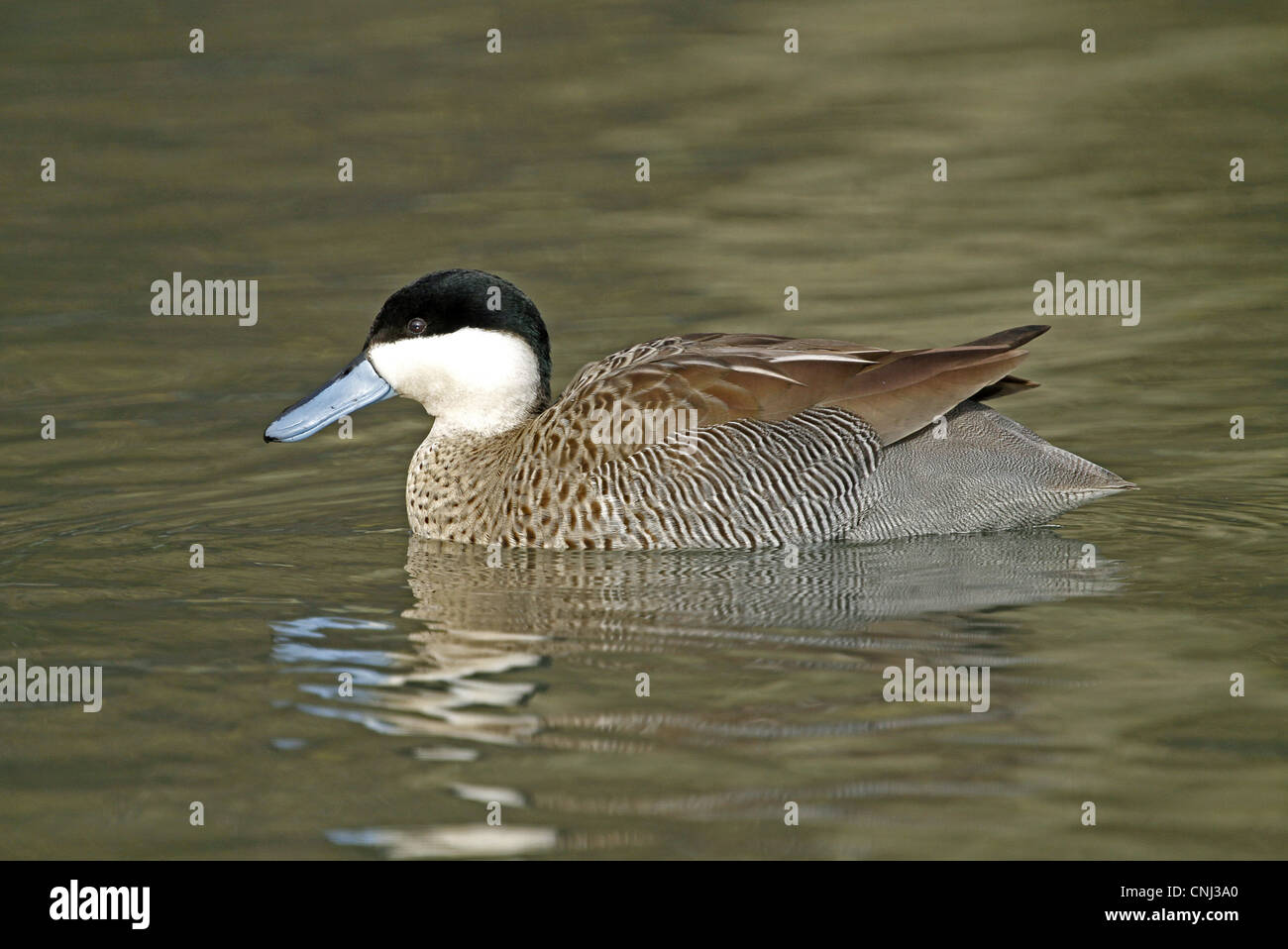 Puna Teal (Anas puna) adult male, swimming, captive Stock Photo - Alamy