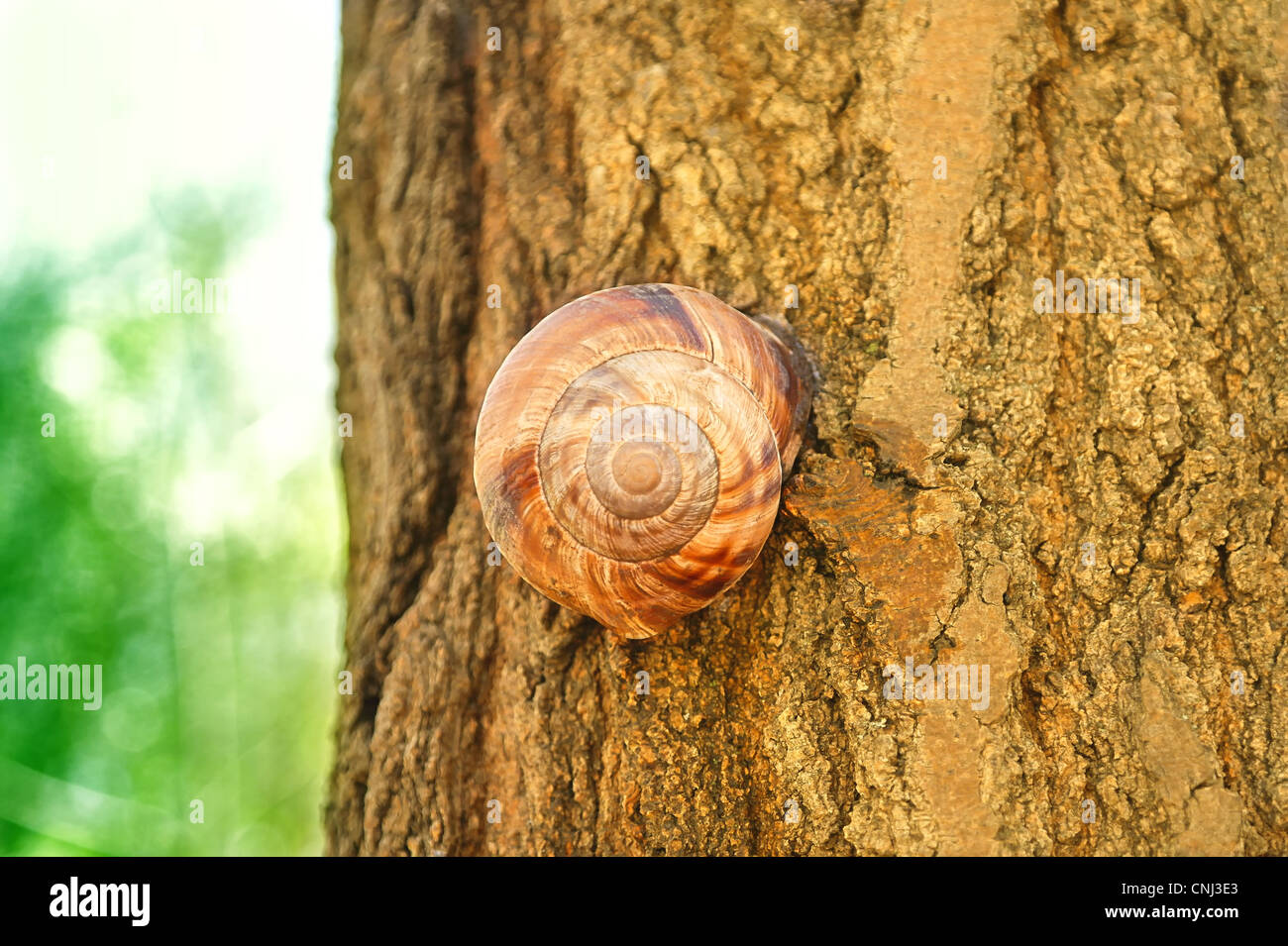 Snail hidden on tree wooden in forest Stock Photo - Alamy